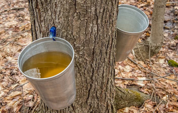 March is Massachusetts Maple Month! Celebrate it - HopNews